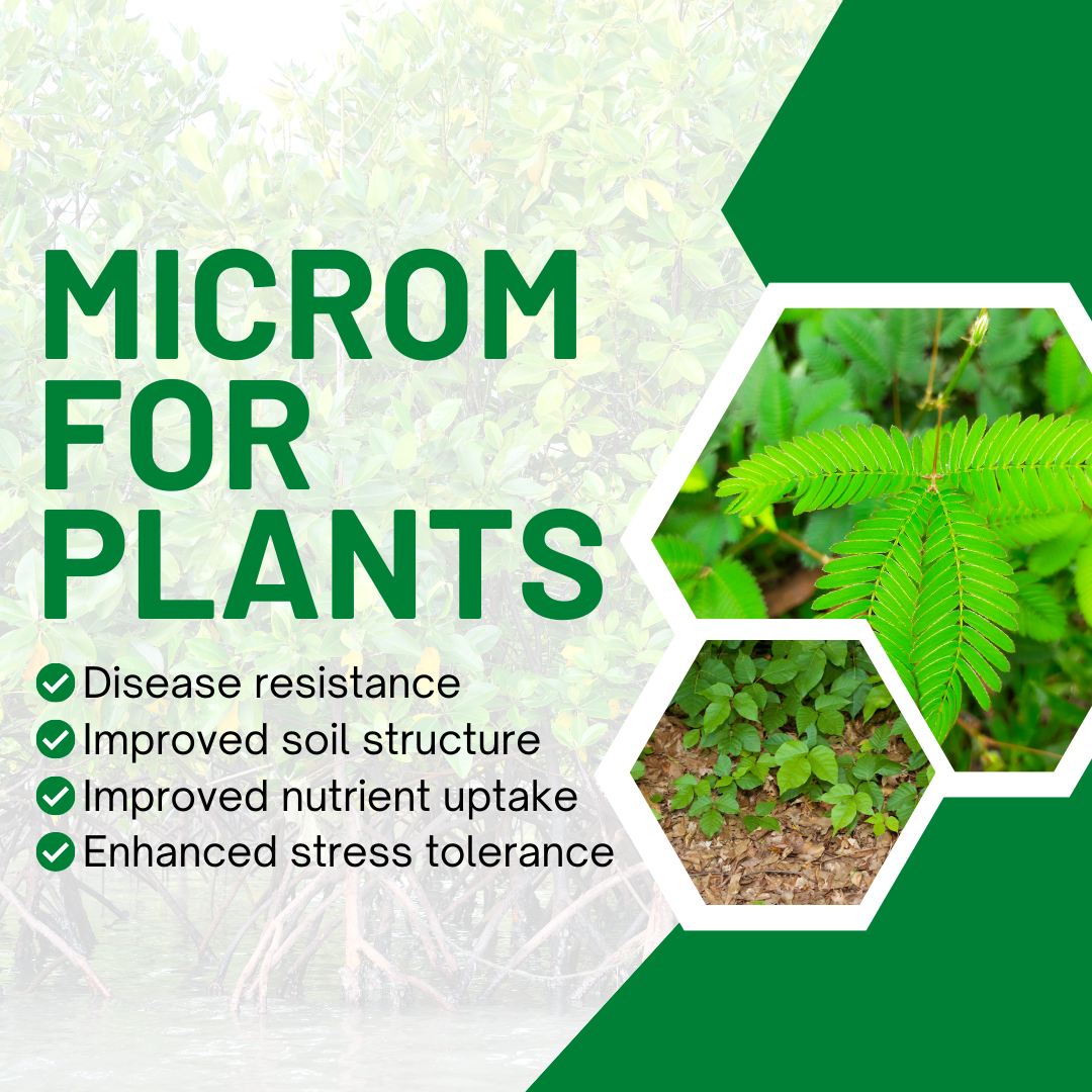 How Can Microm for Plants Improve Crop Yield and Quality? - Isabella ...