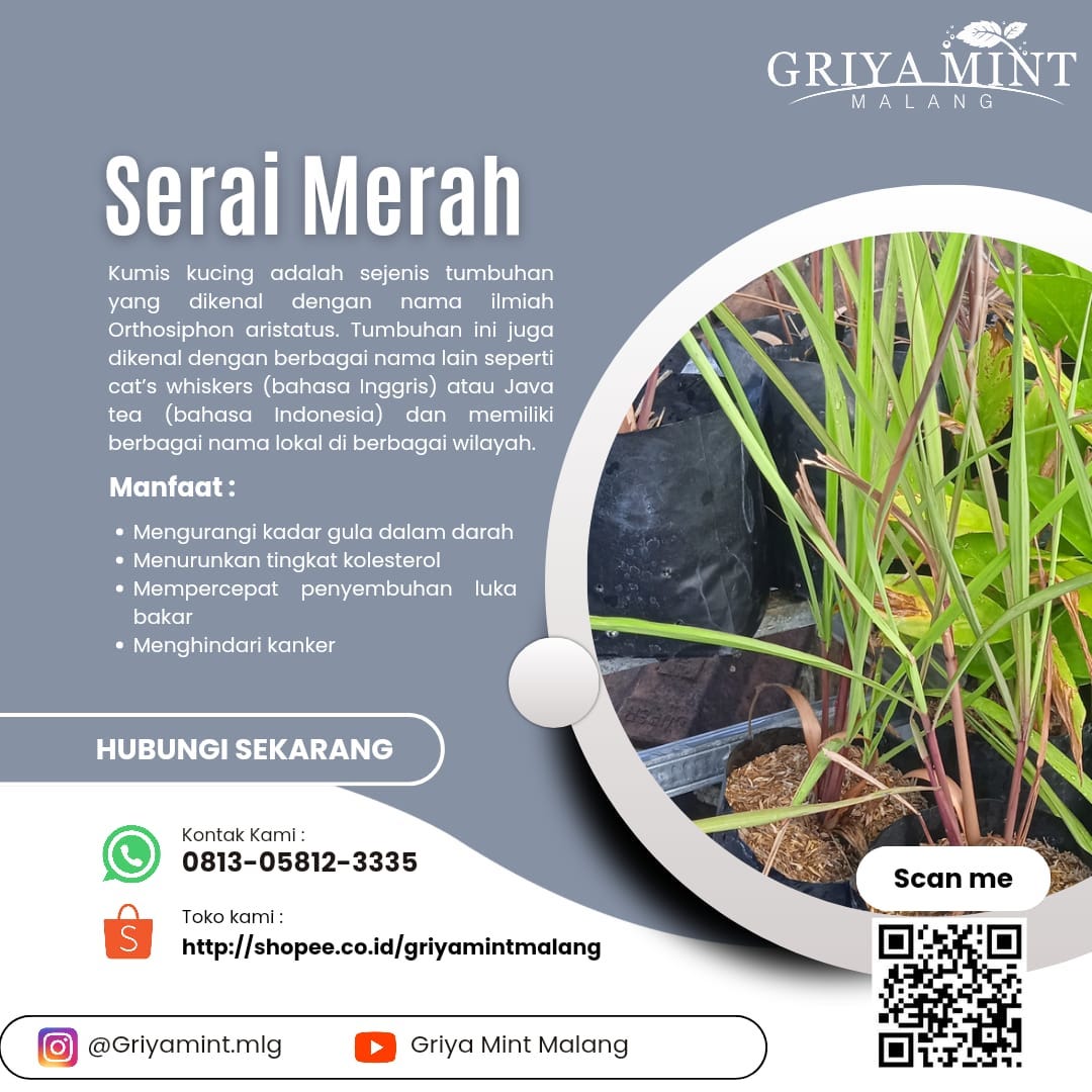 Keindahan Alami!, WA 0813–5812–3335, AgenMenjaga Keindahan Serai Merah ...