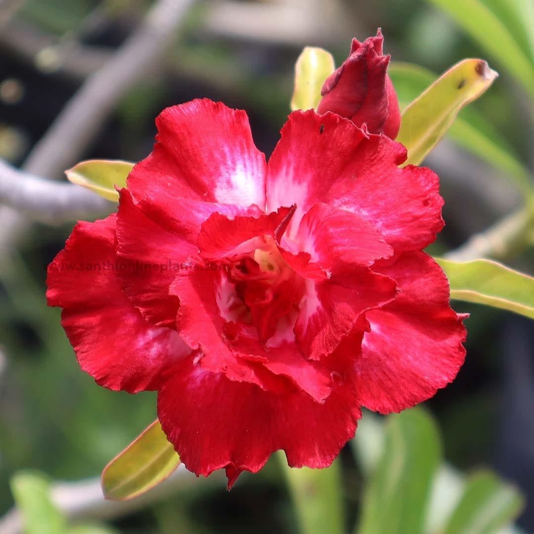 Adenium Red Multilayered. Buy the Adenium Red Multilayered plant… | by ...