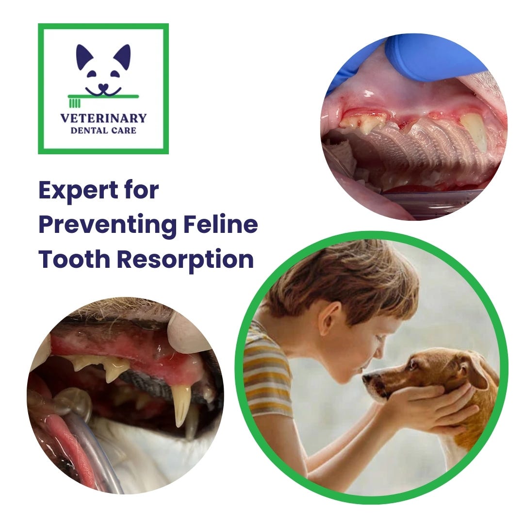 Expert for Preventing Feline Tooth Resorption - Veterinary Dental Care ...