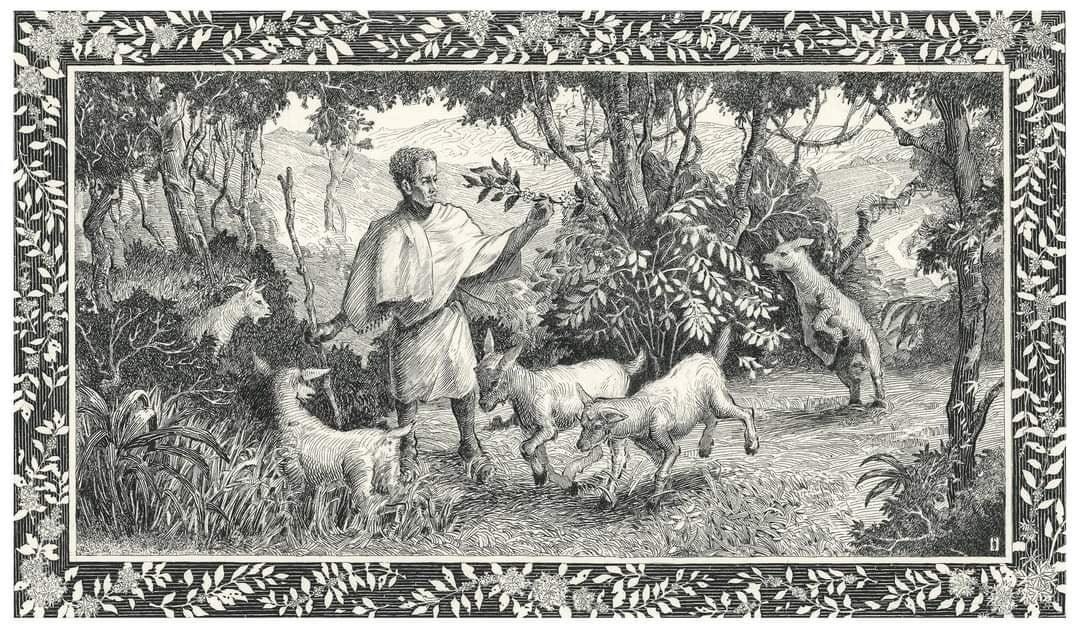 A Brief History of Coffee: From Ethiopia to the World | by Pham Duc ...