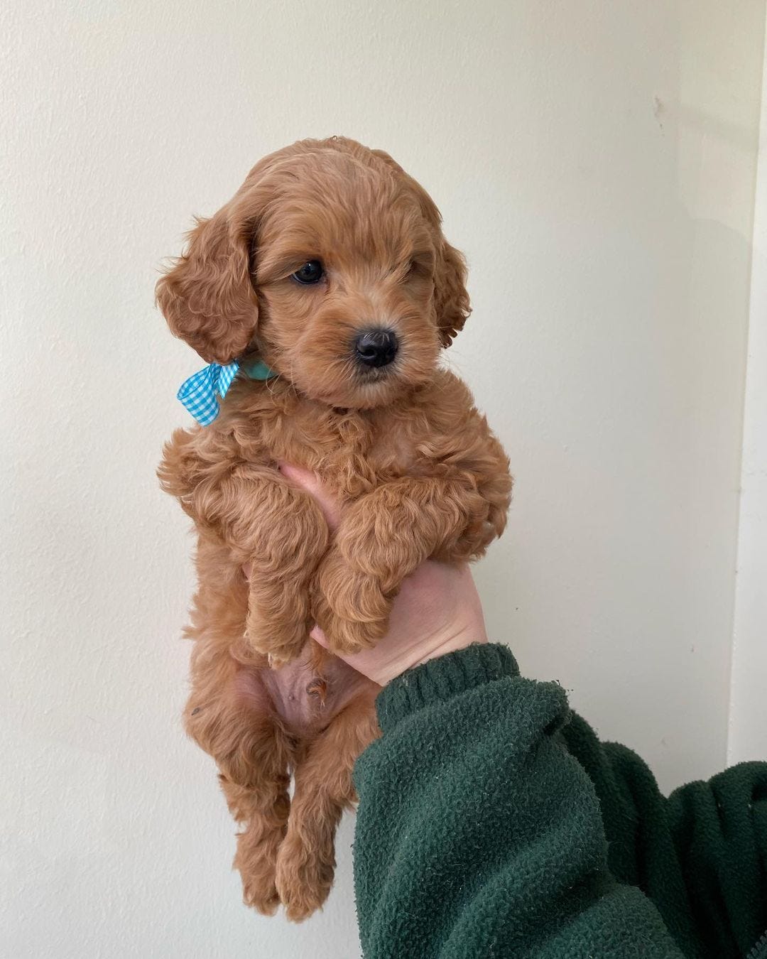 Labradoodle puppies UK - australian labradoodles - Medium