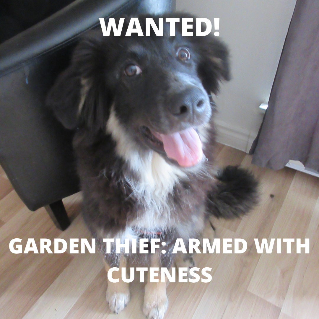 Rudy — Notorious Cucumber Thief!. Who Knew Dogs Liked Cucumbers? | by ...