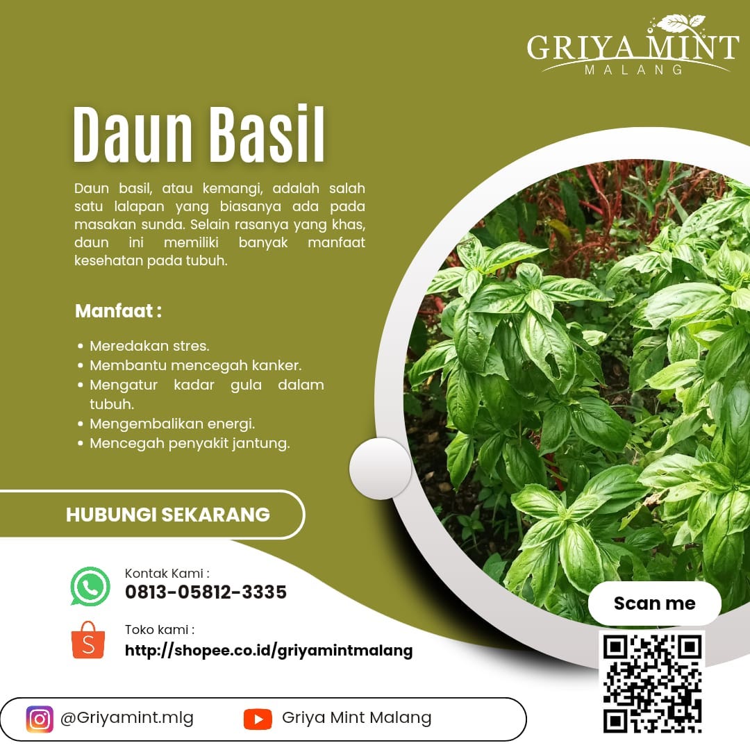 Jual Beli Daun Basil Organik, WA 0813–5812–3335, Kartika Puri Asri ...