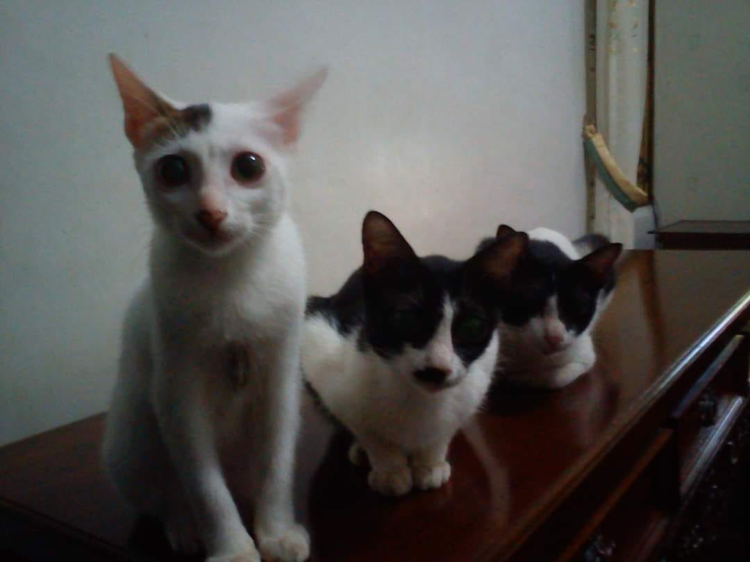 One day, when my cats are finally gone | by Noven Armelia | Medium
