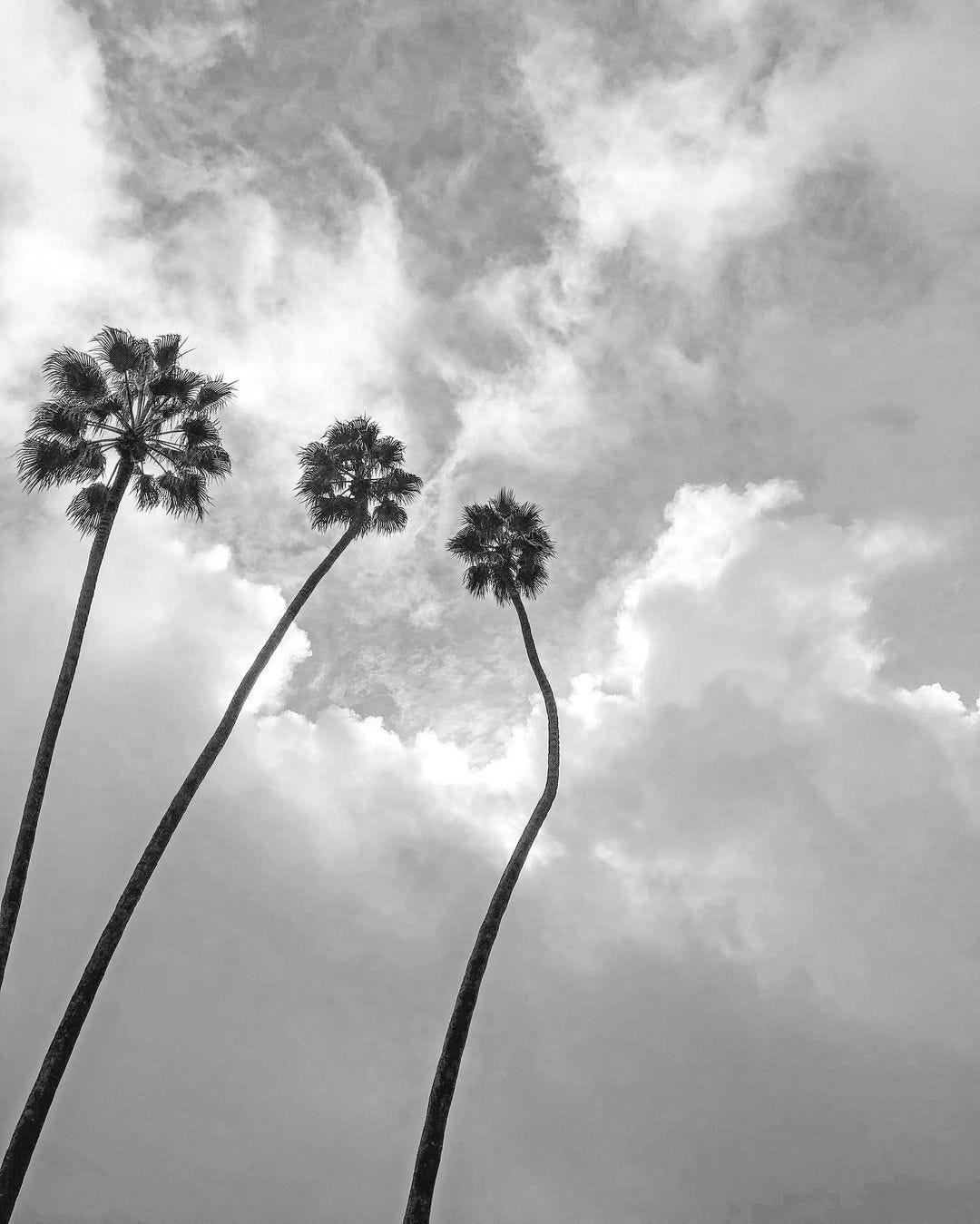 A Short Story: The Wisdom of the Palm Trees | by Dr. Jeremy Divinity ...