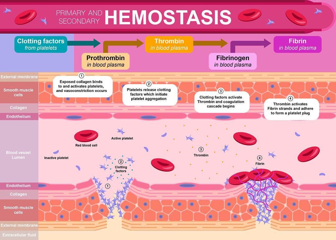 Illustrated Wound Healing — The Very Condensed Version | by Kenrick ...