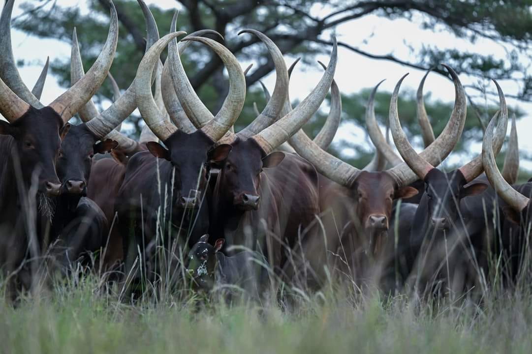 Priceless Inheritance. A Daughter’s Journey To The Ranch | by Albert ...