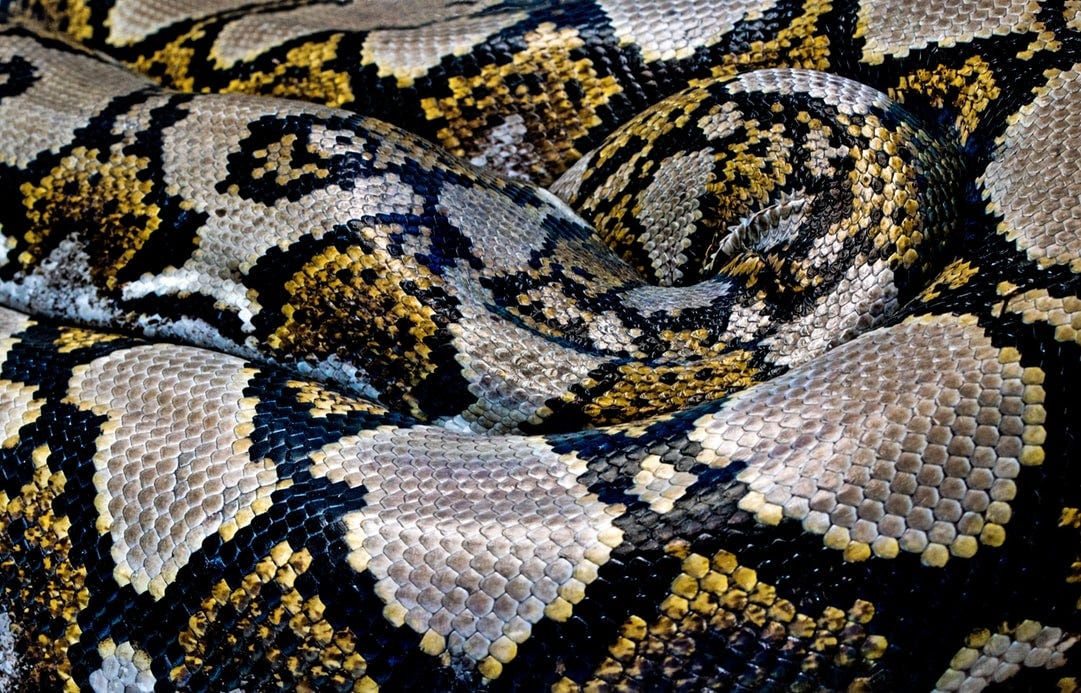 Is Switching From Python to Java is a Good Idea? | by John Selawsky ...