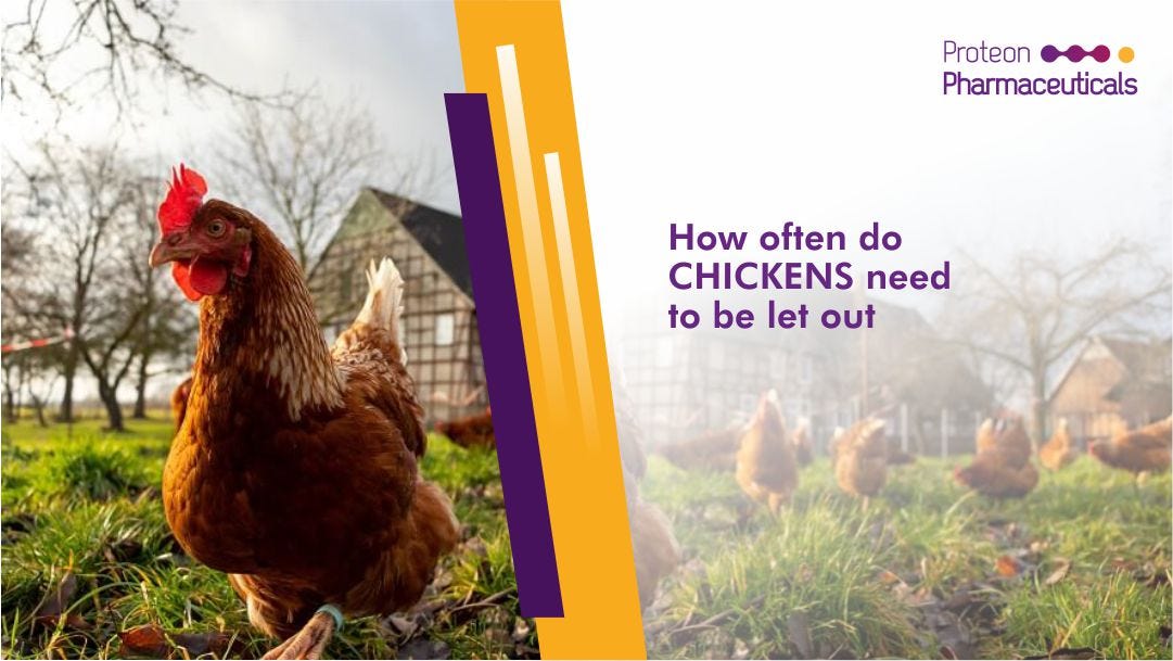 How often do chickens need to be let out? | by Proteon Pharmaceuticals ...