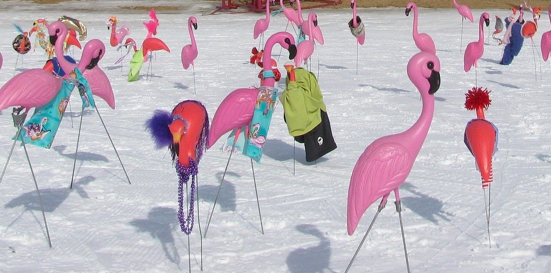 Pink Plastic Flamingos Are the Perfect Reason We Need to Learn ...