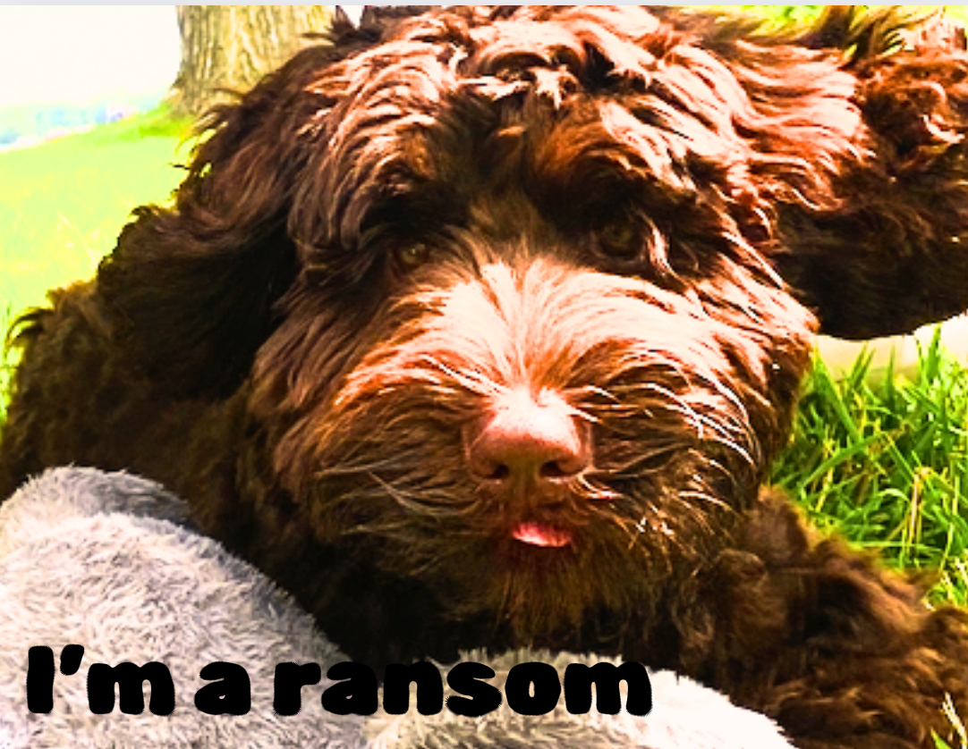 I Saved a Ransom Dog. Hometown hero | by Amy Sea | MuddyUm