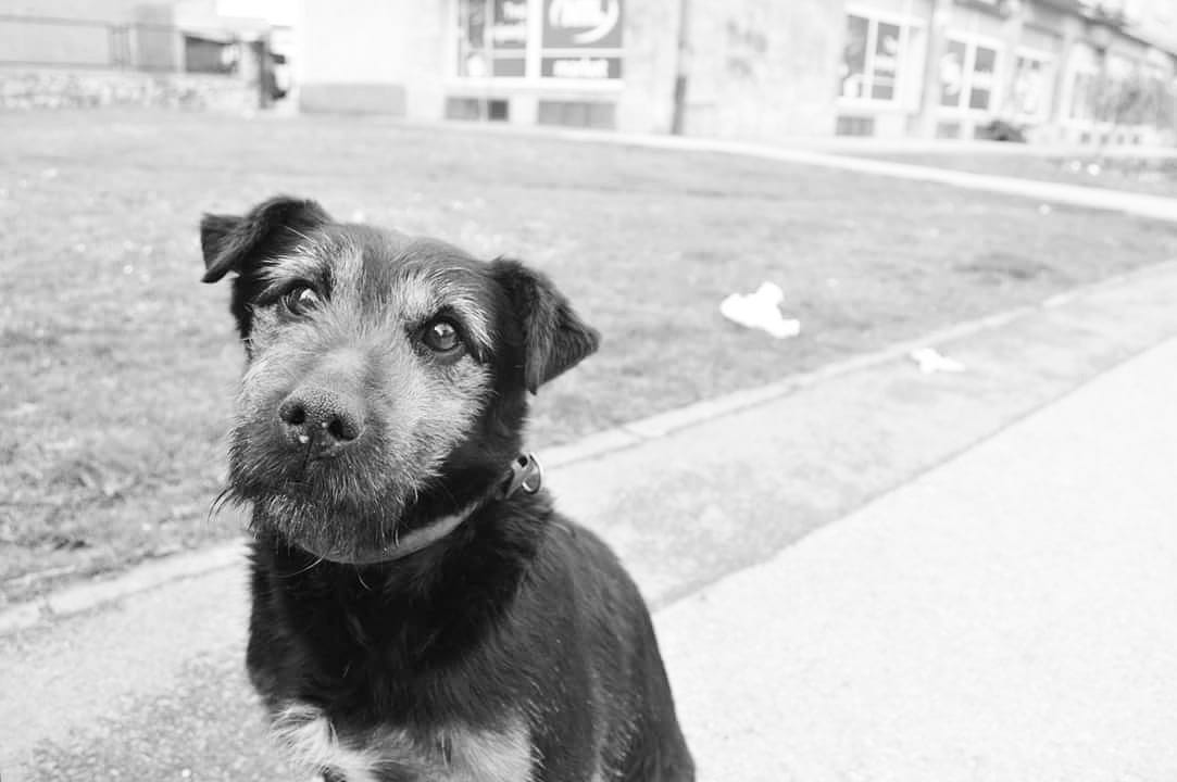 street life of homeless dog. Homeless dog | by Irvin Mujcin | Medium