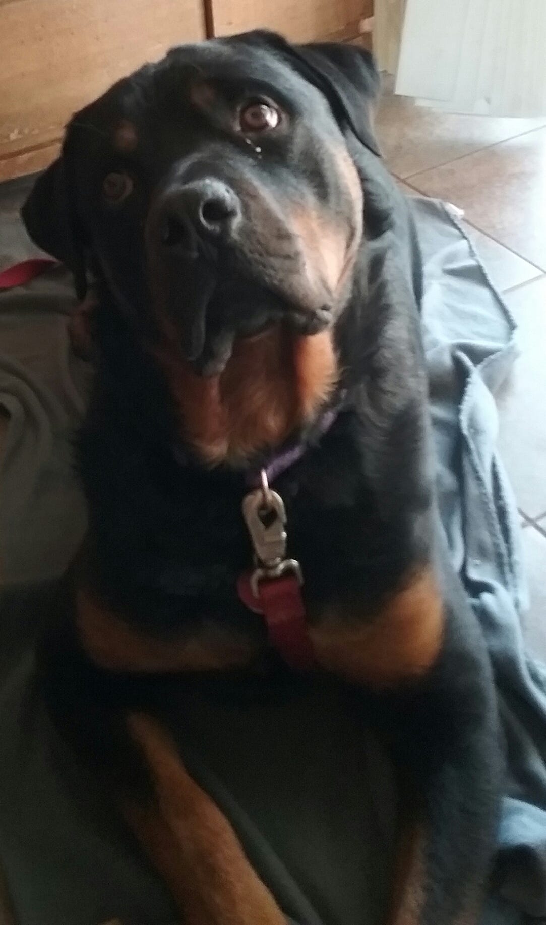 Aryan Molossus Dog
