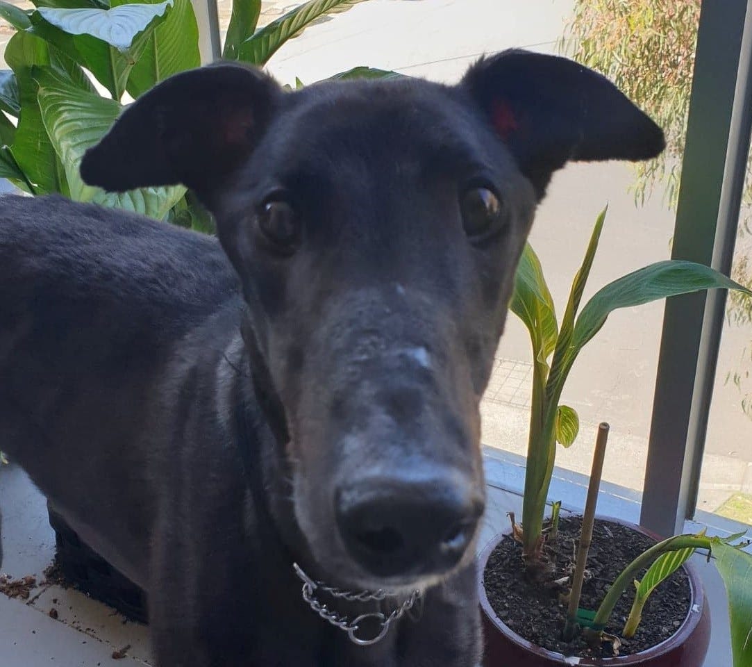 An Open Letter to RSPCA Victoria. Following the euthanisation of my ...