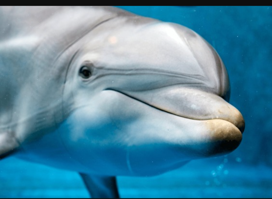 THE WAY OF THE DOLPHIN. How Human’s Evolutionary Path F’d Up | by Dr ...