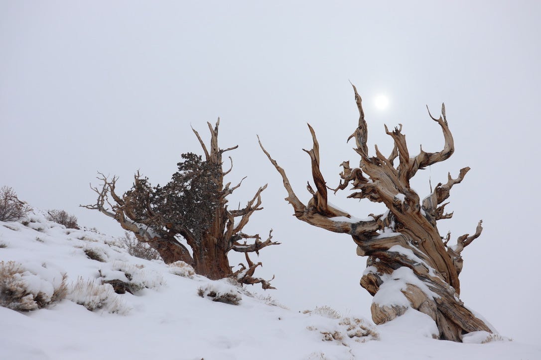 Bristlecone Pine Methuselah Tattoo