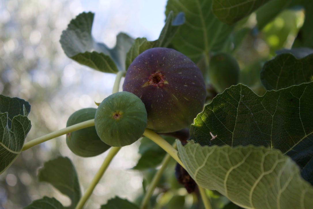 The Family Garden — The Fig Tree. The Crown | by Peter Sassi | Medium