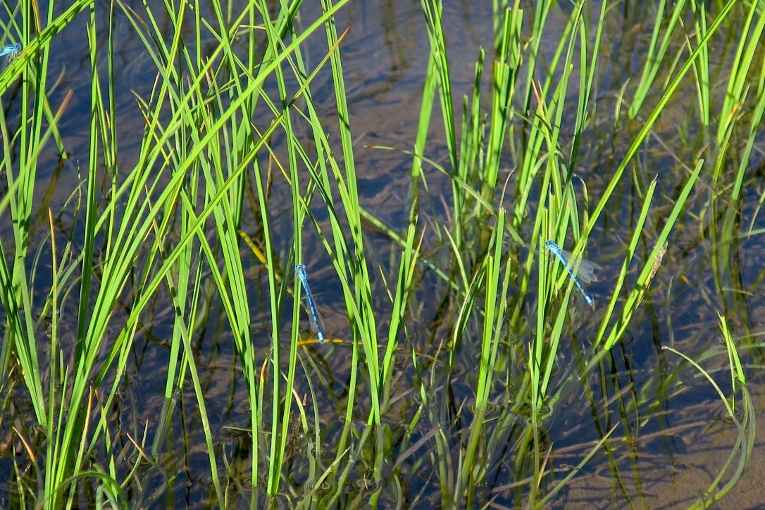 JMT 2016 Journal — Day 7 of 25: Marshes and Mosquitoes | by Dara ...