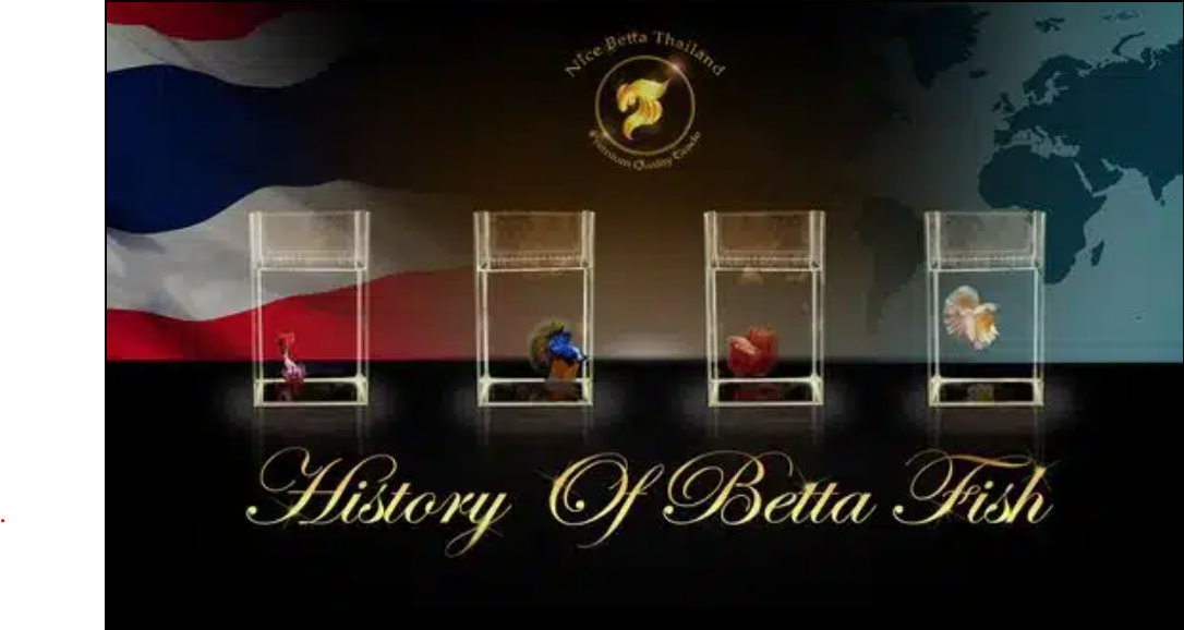 The History of Betta Fighting Fish - Nice Betta Thailand - Medium
