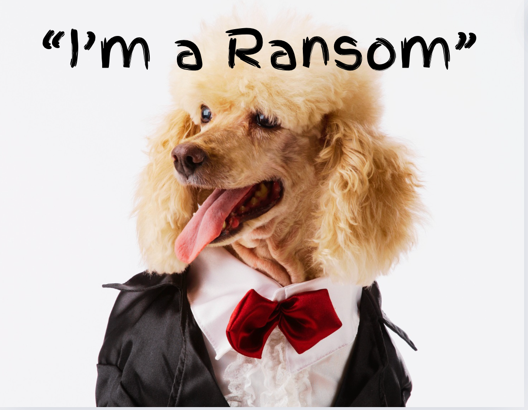 I Saved a Ransom Dog. Hometown hero | by Amy Sea | Jul, 2024 | MuddyUm