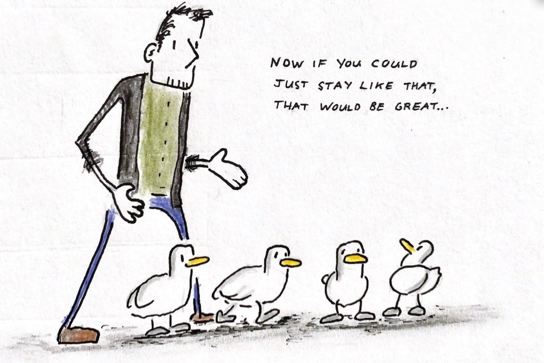 Ducks. Weeknote for Digital Transformation Strategy #28 | by Dr Brin ...