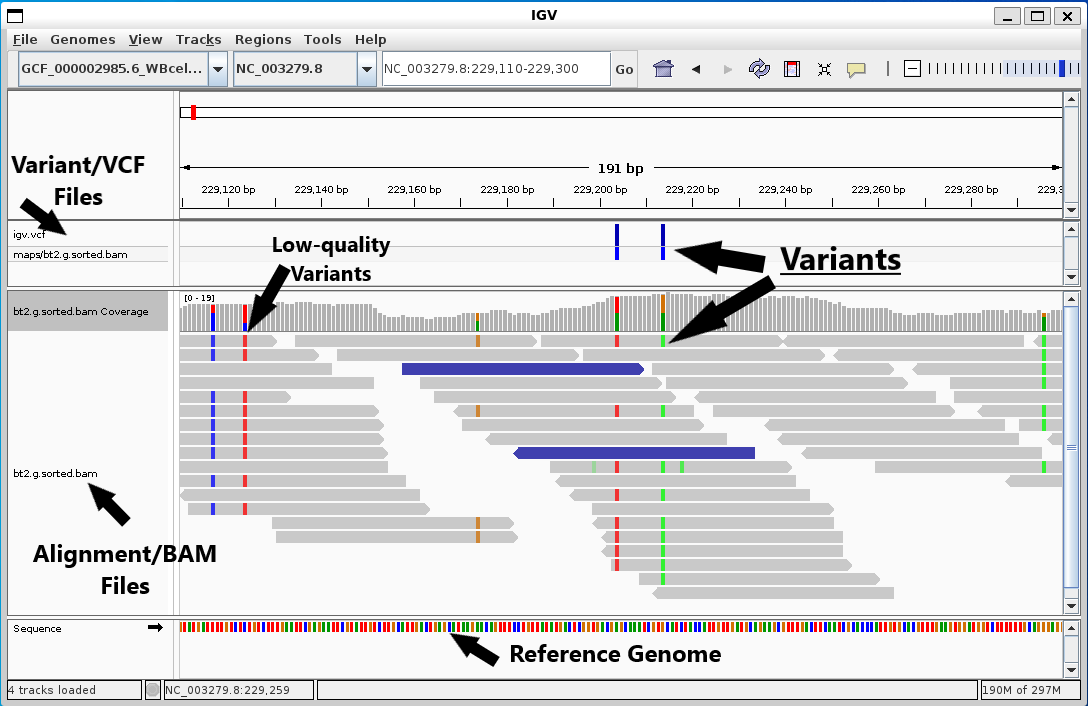 A Beginner’s Guide to Genomic Data Analysis: Variant calling | by ...