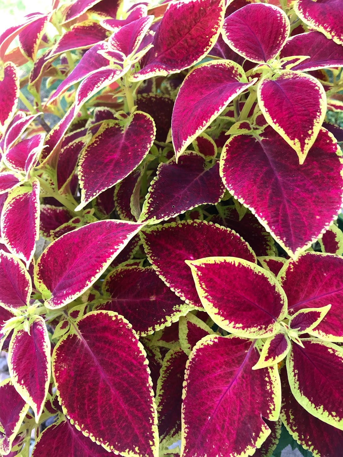 Pink: One Color, Many Shades - SNAPSHOTS - Medium