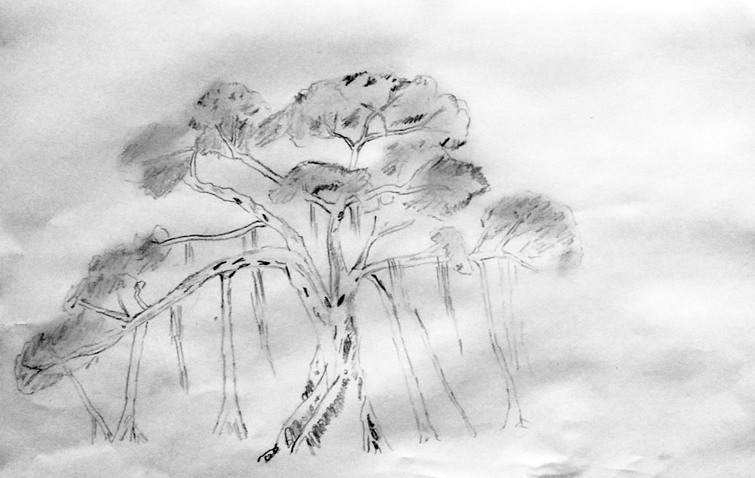 BANYAN TREE HAIKU. Aerial roots | by Vinod Shenoy | Scene & Heard (SNH ...