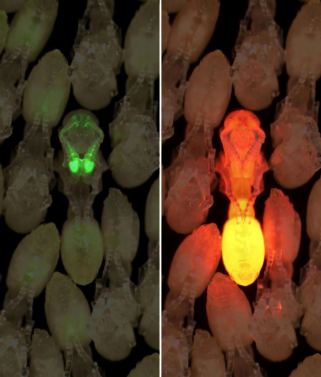 Inside the Glowing Brain of an Ant: How Scientists Created Transgenic ...