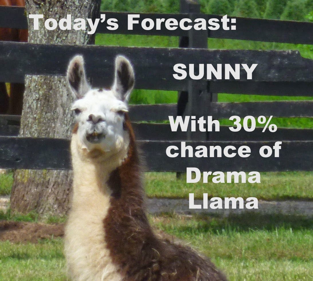 Drama Llama Meme