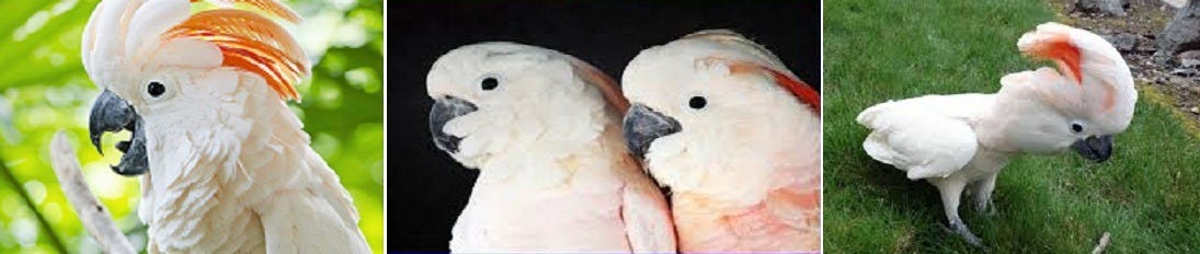 How to take care of a cockatoo — Important Steps | by Parrot Bird | Medium