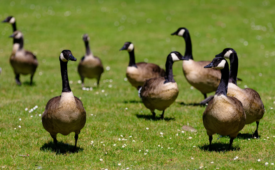 Wild Goose Chase - The Daily Cuppa - Medium