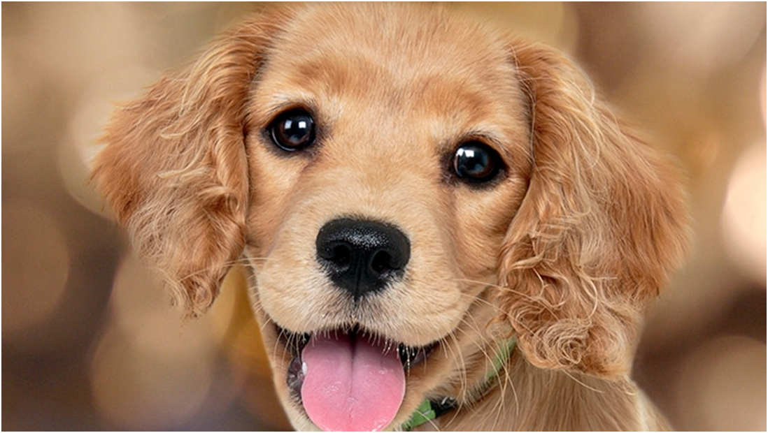 Dog Breed Identification Determine The Breed Of A Dog In An Image By