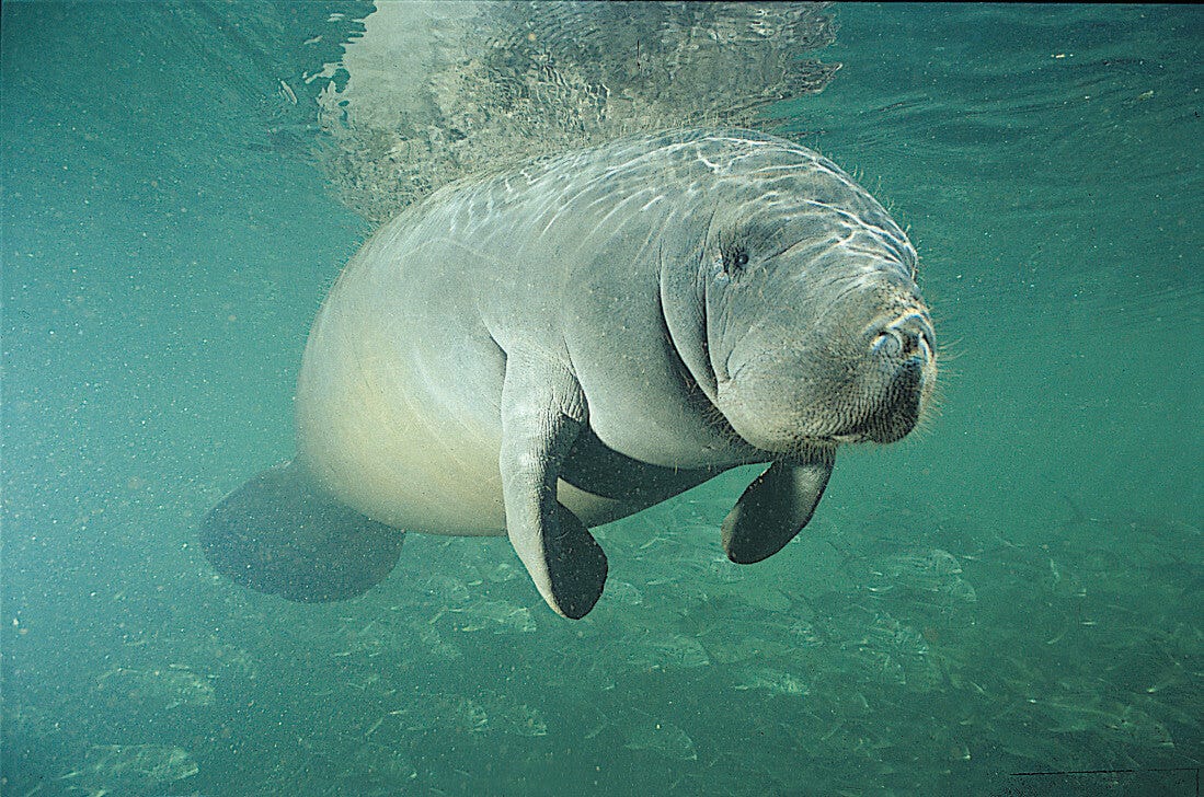 Manatees at Risk: The Fight to Save Florida’s Manatees | by ...