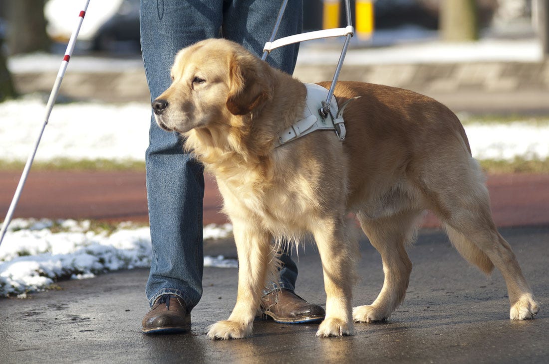 A Guide To Understanding Service Animals | by Elements of Living | Medium