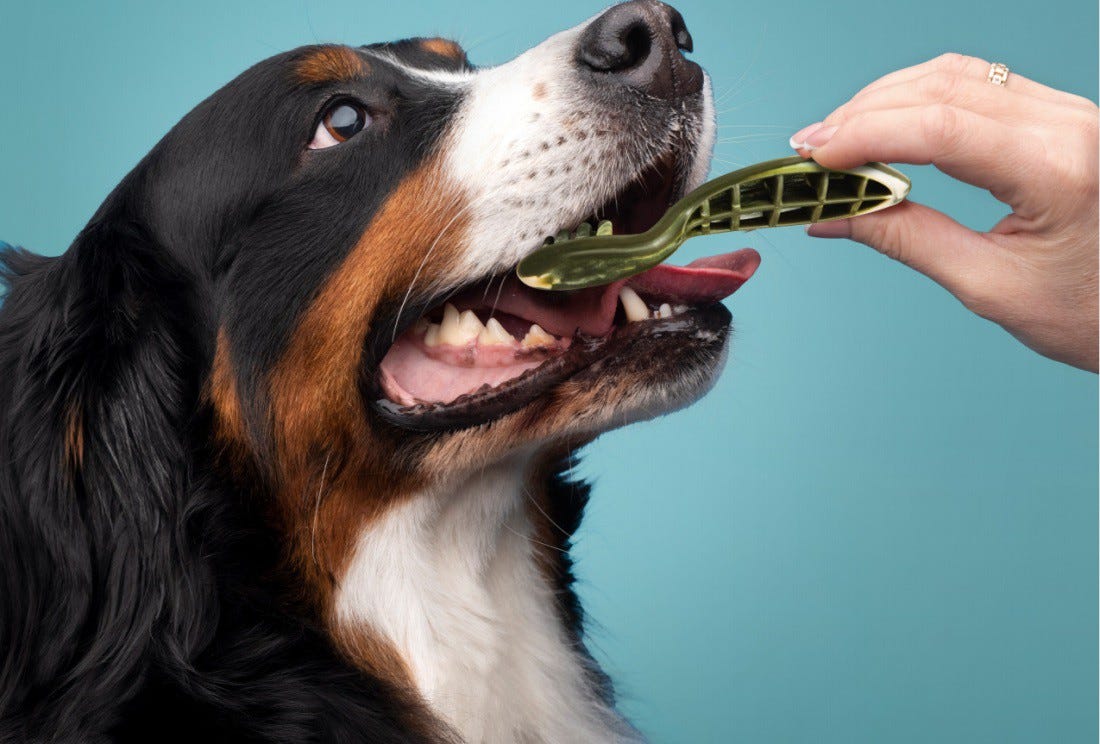 What are dental dog treats and how do they truly work? | by Pet Union ...