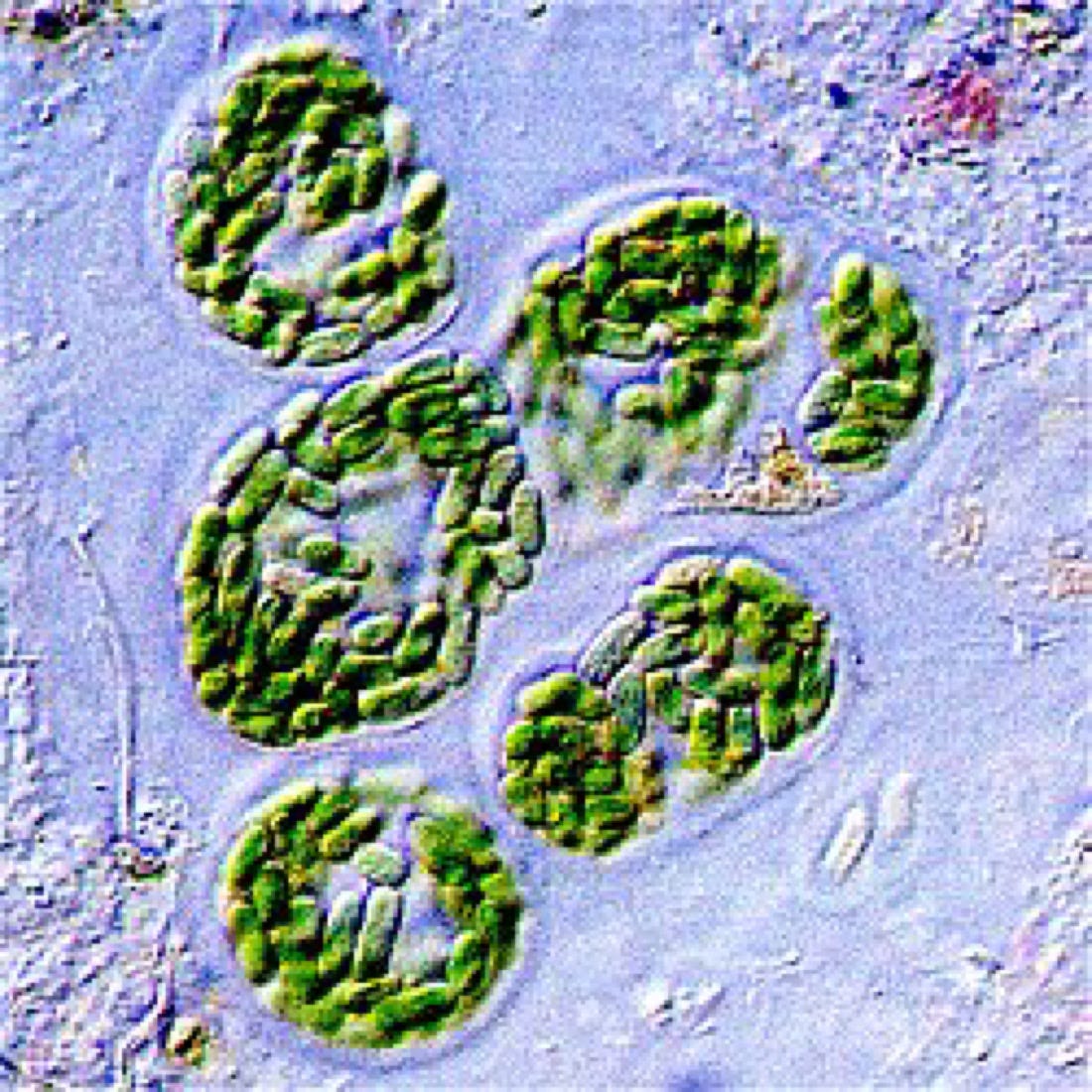 #Bacteria, #BlueGreenAlga, #Cyanobacteria #Microbiology Reproduction is ...