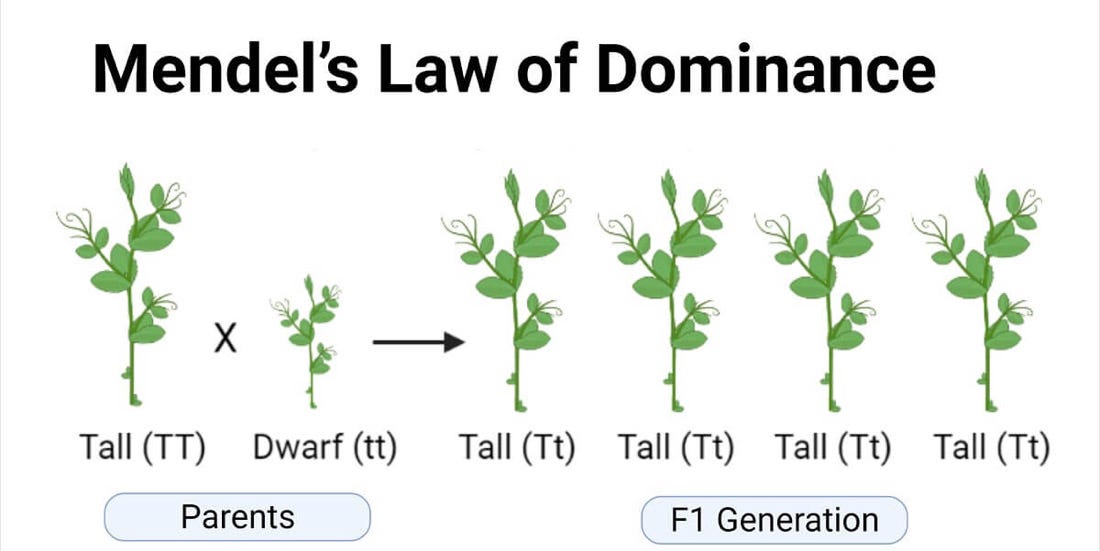 #DominantTraits, #EvolutionaryStudies, #FirstLawOfMendel, # ...