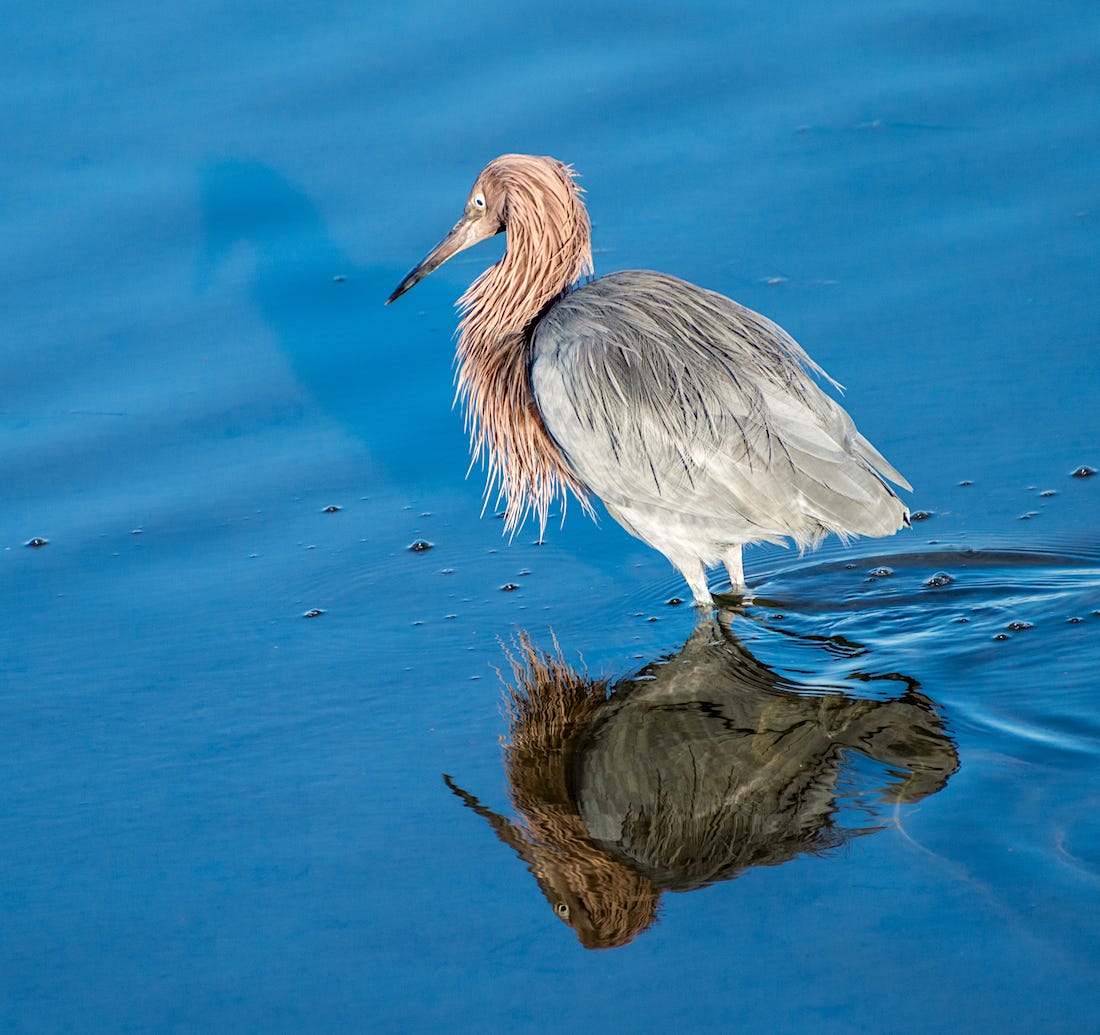 An Afternoon with a Reddish Egret | by Deborah-Wildlife Photographer ...