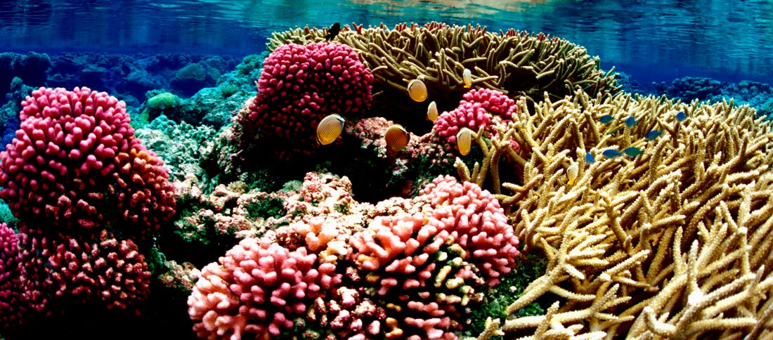 Hey, Environmentalists, Let’s Tell a Positive Story | by Rachel ...