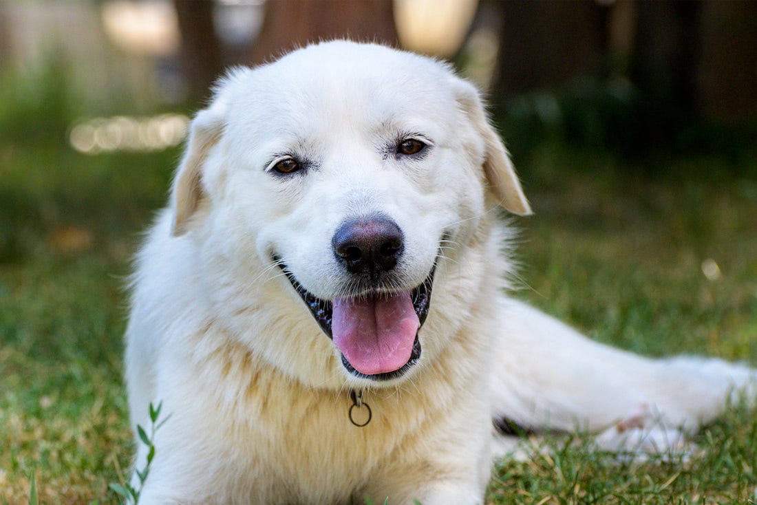 The Akbash: A Majestic Companion with Heartfelt Loyalty | by Darren kinch | Aug, 2024 | Medium