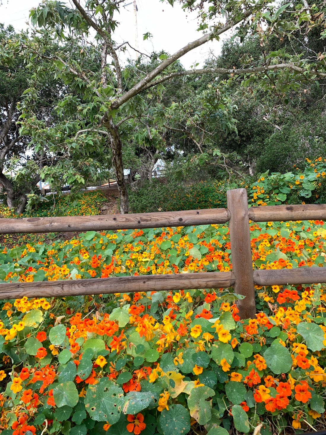 Springtime in Montecito - Weeds & Wildflowers - Medium