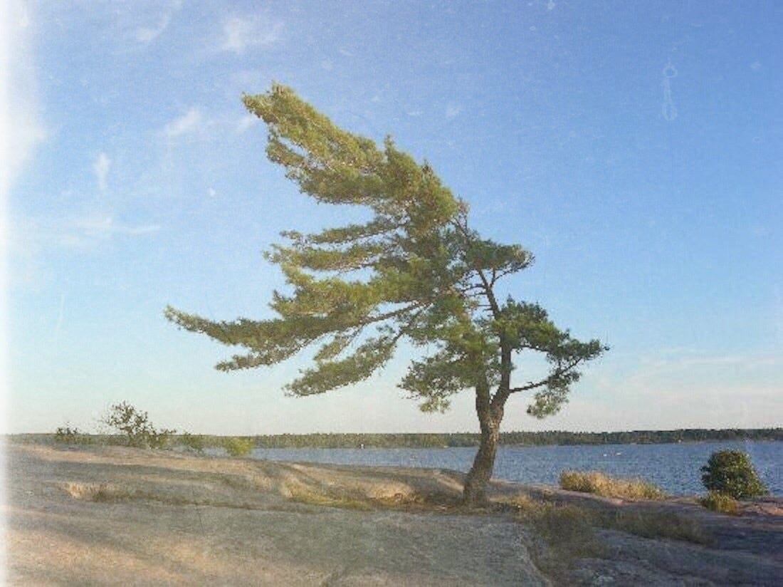 Where I’m From. Origin | by David Montgomery | CROSSIN(G)ENRES