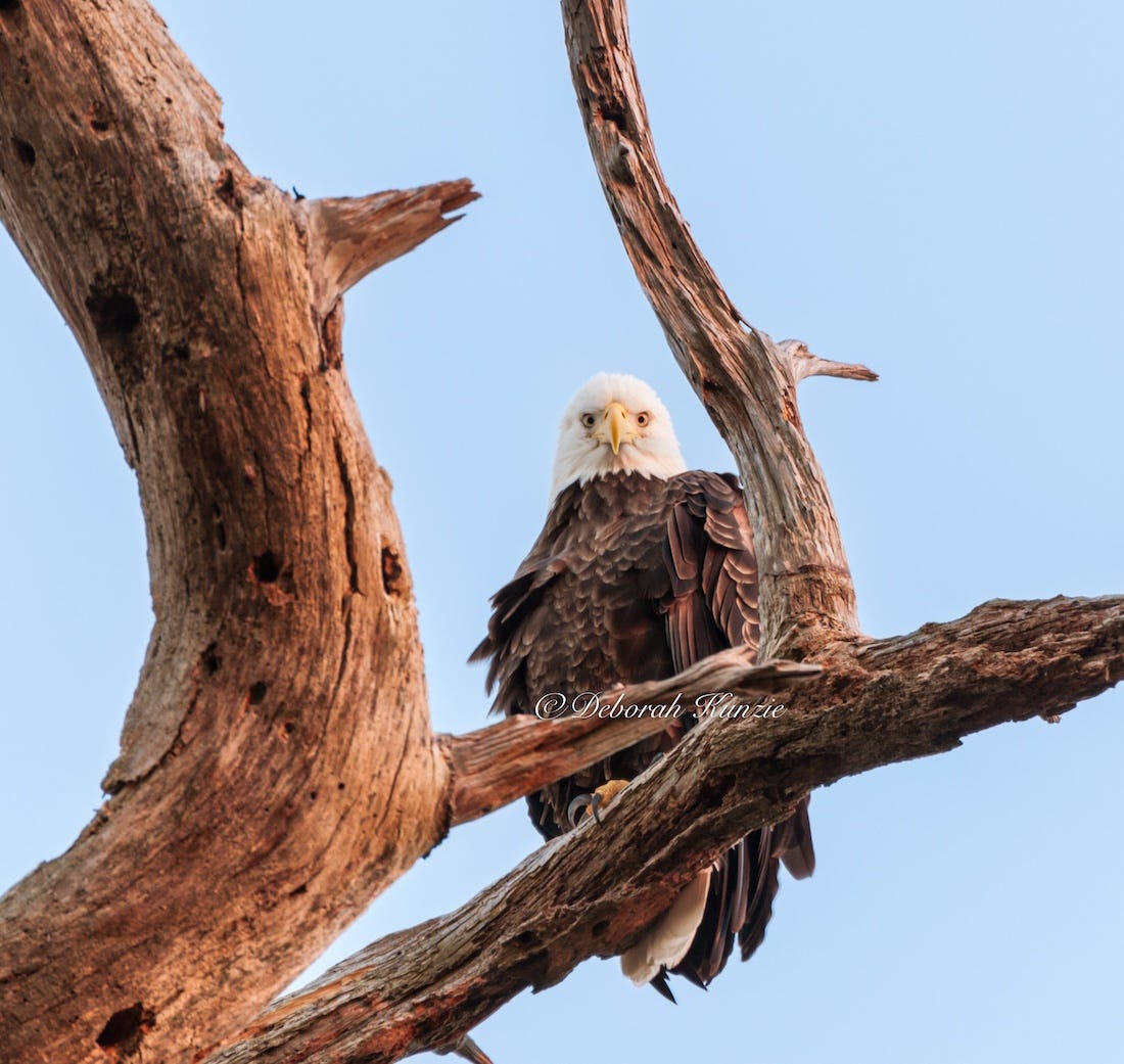 The Unsettling Feeling of Being Watched. | by Deborah-Wildlife ...
