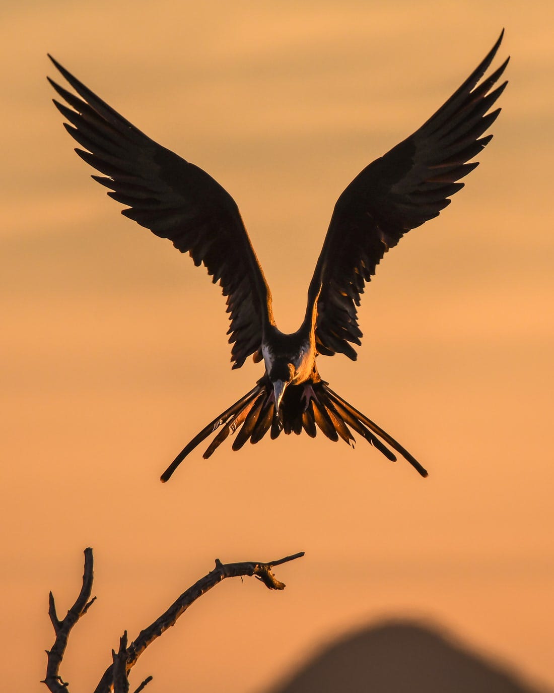 A Pair Of Wings. A poem to go by. | by Smita Sinha | Medium