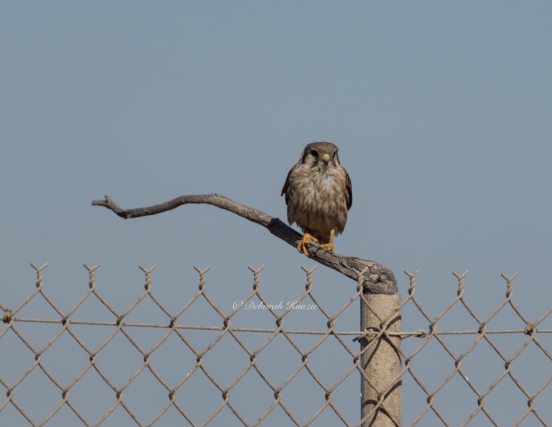 Angry Little Kestrel. © Deborah Kunzie Photographer | by Deborah ...