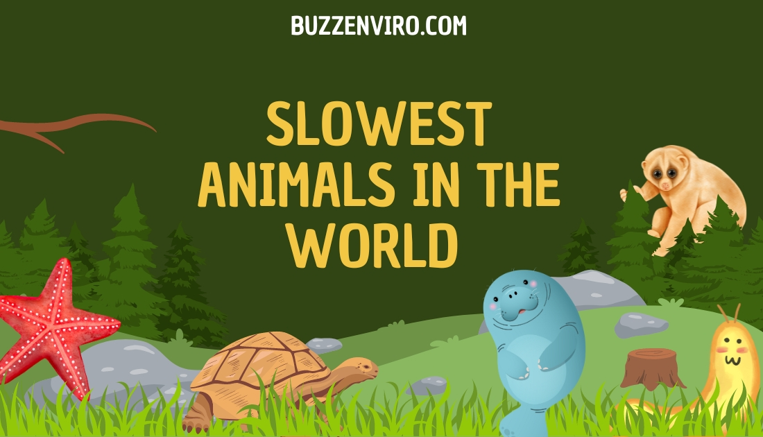 Slowest Animals in the World. When we think of animals, speed often ...