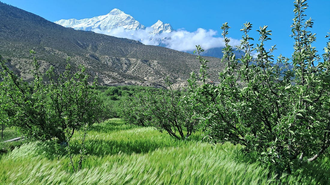 Barley crop growing within an apple orchard in Jomsom-4, Mustang. In ...