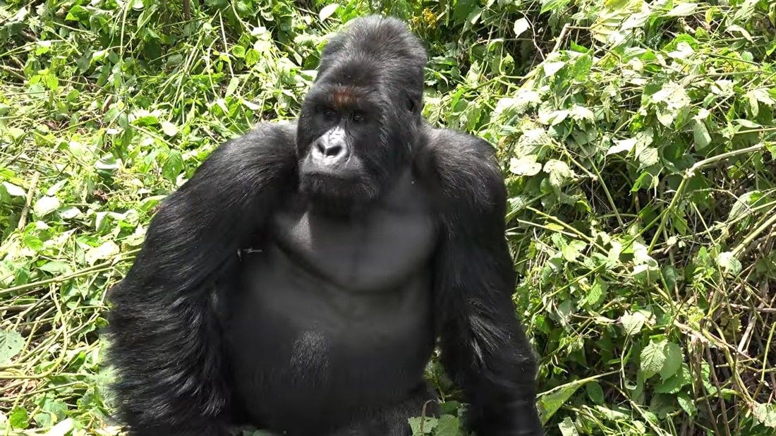 Facts about Mountain Gorillas: How Strong Are You? Test Your Strength ...